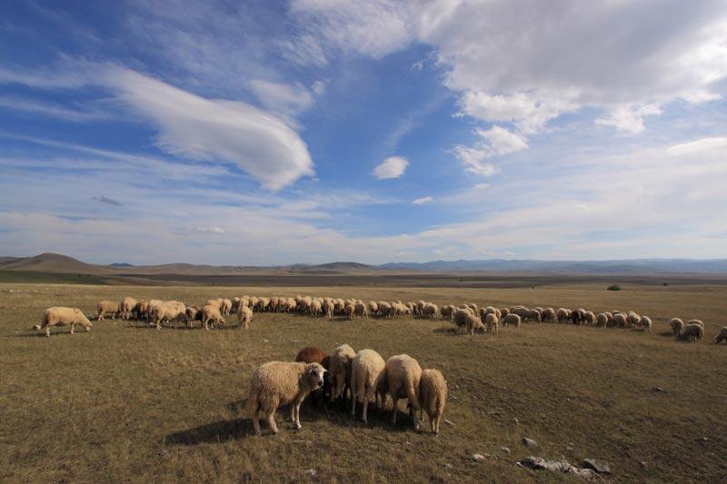 55-Pester-Pestersko-polje-ovce-stado-111 - Serbia.com