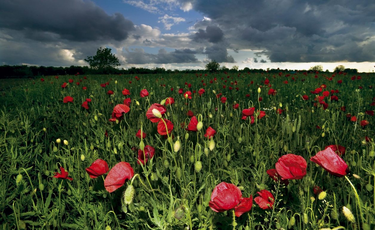 Bulke, blizina Futoga - Serbia.com