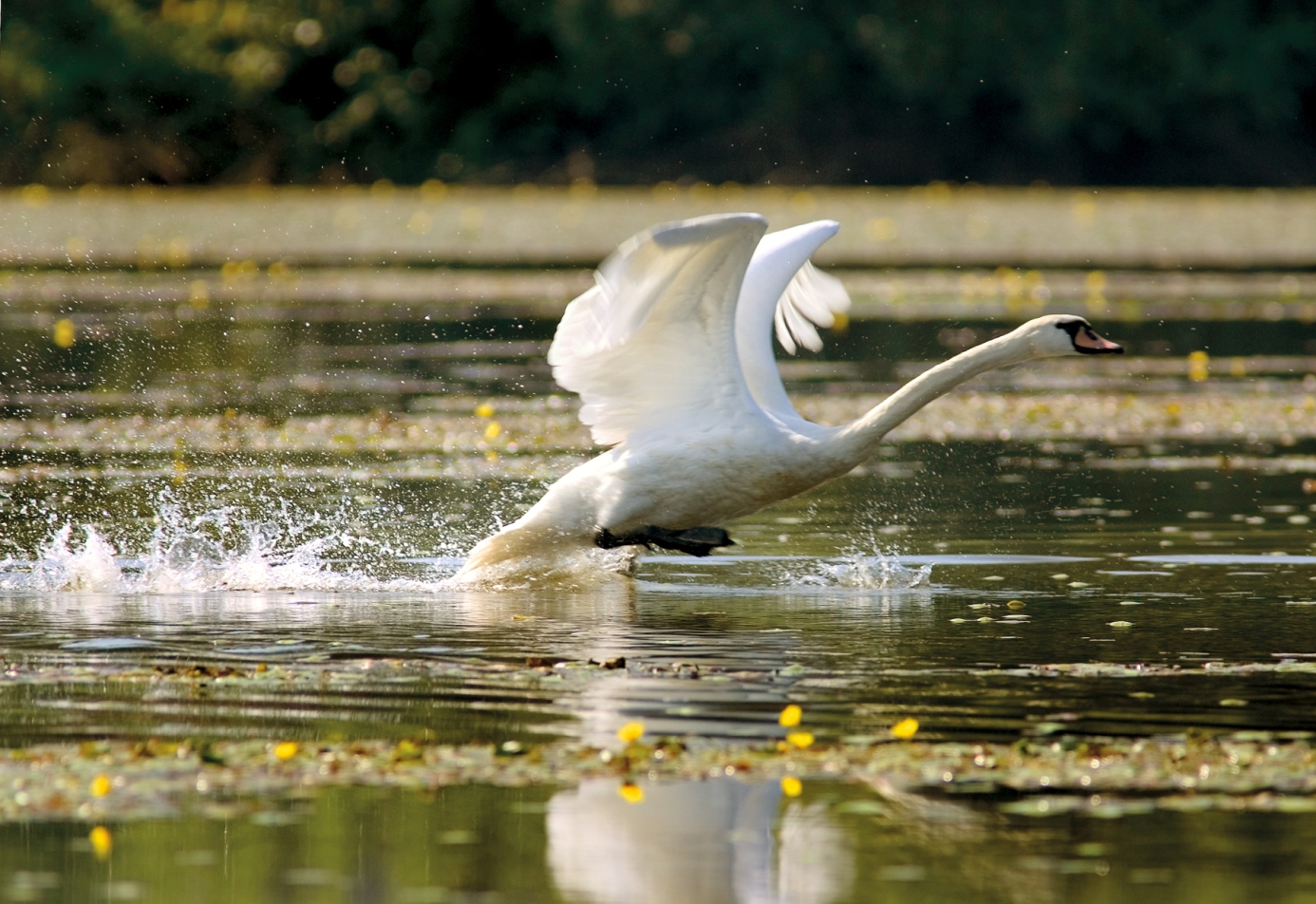 Jezero Susek, labud, Srem - Serbia.com