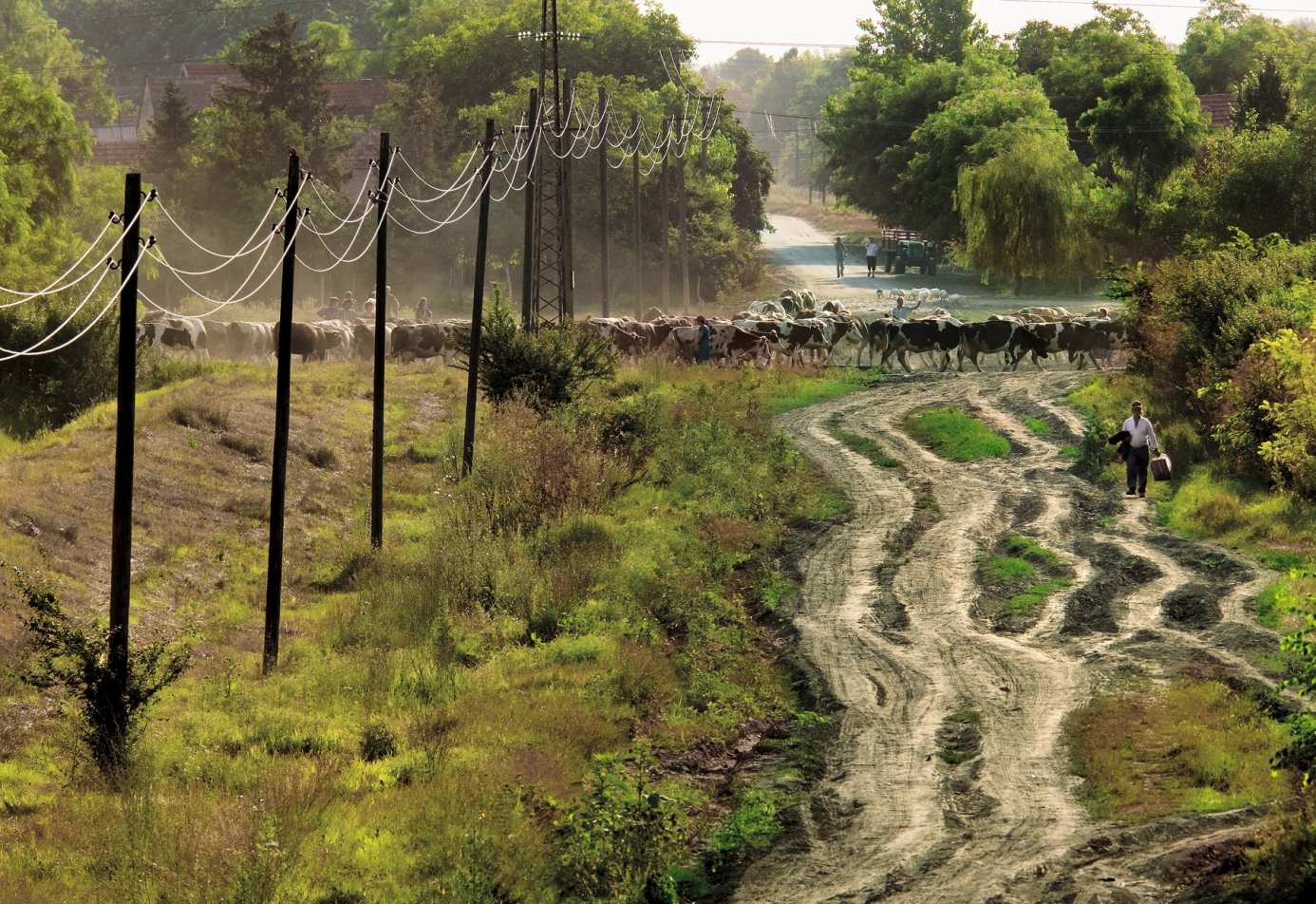 Perlez, povratak stoke, blizu Titela - Serbia.com