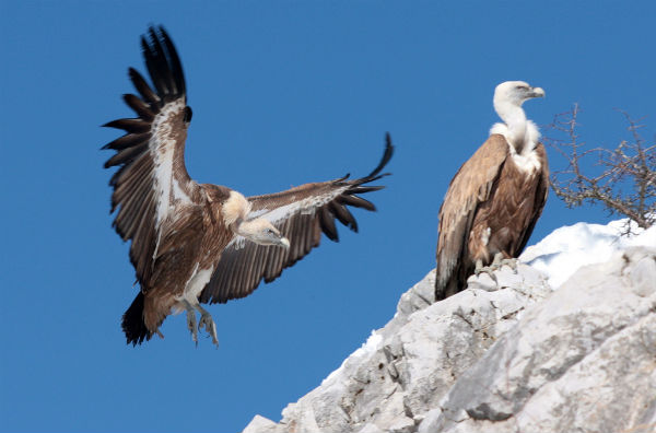 Uvac, remek-delo prirode - Serbia.com