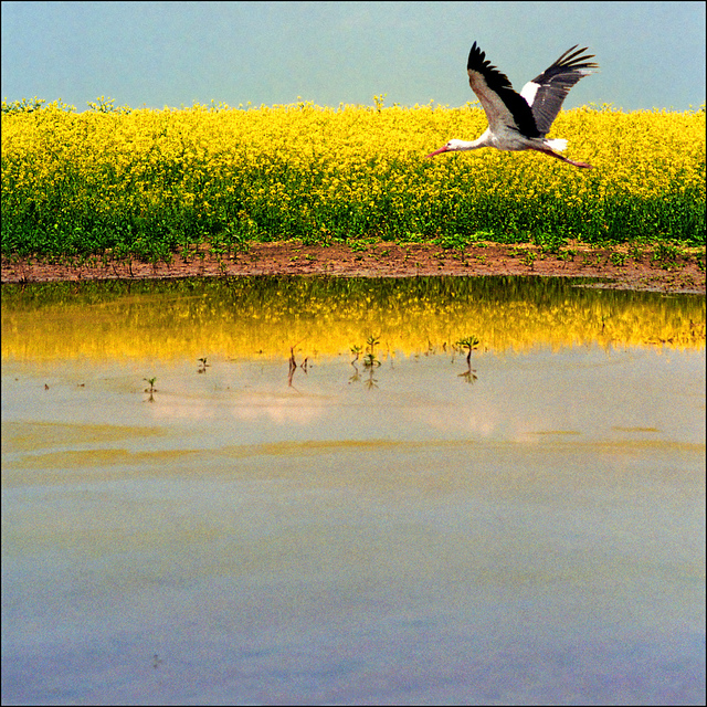 Obedska bara, čarolija prirode - Serbia.com