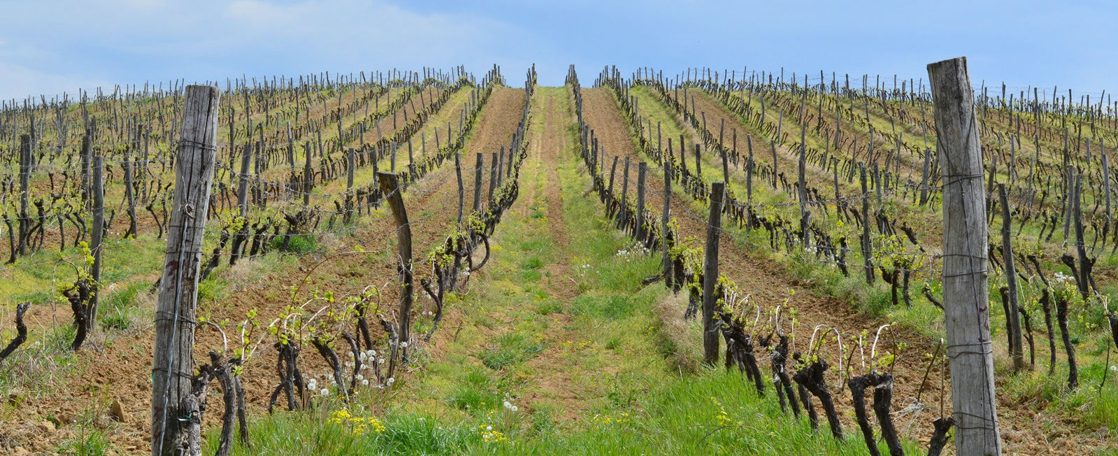 Fruška gora wine route - Serbia.com