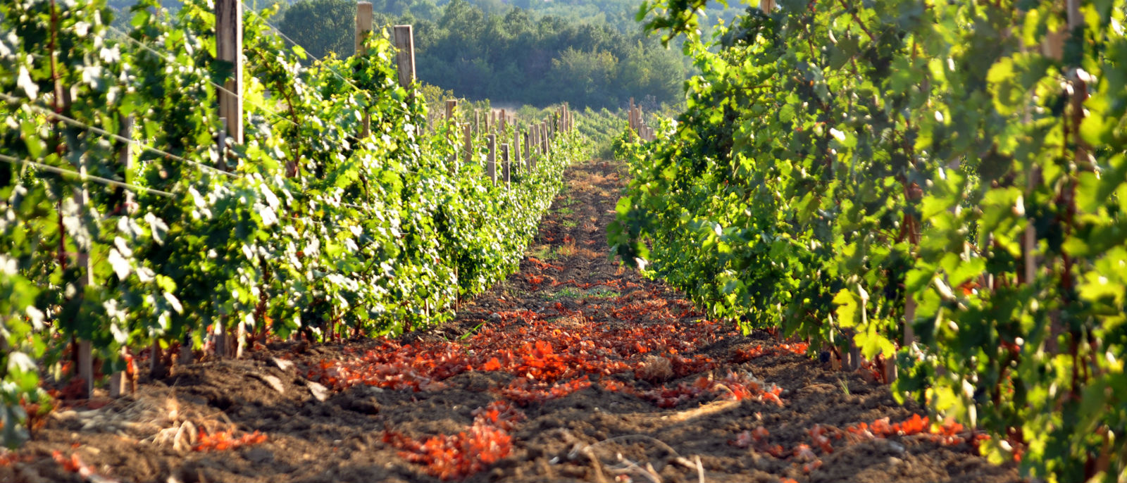 Vinski put Negotin - Serbia.com