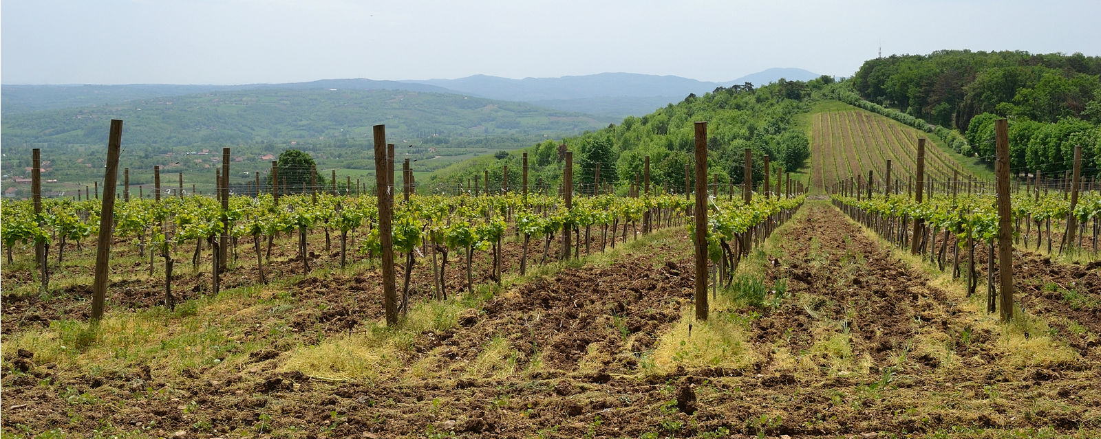 Oplenac, a Fertile Hillside of a Serbian history - Serbia.com