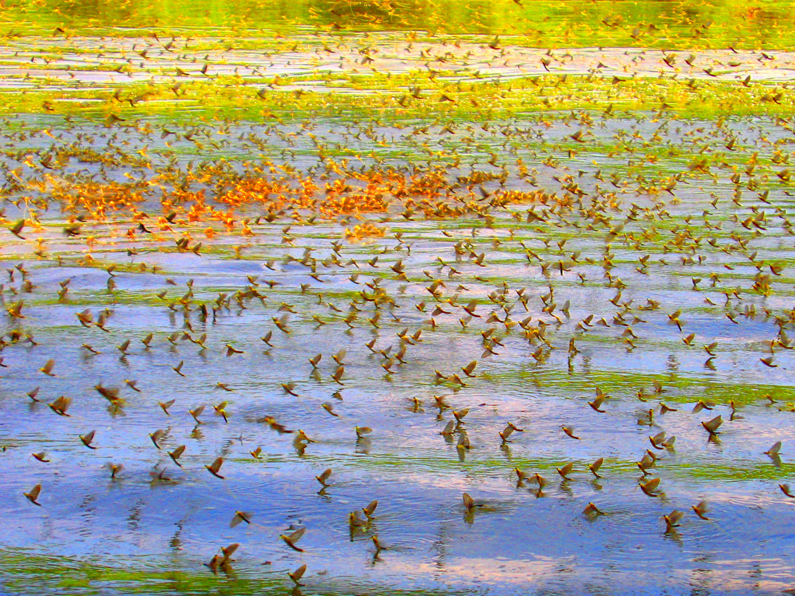 Despotovac, grad despota Stefana Lazarevića - Serbia.com