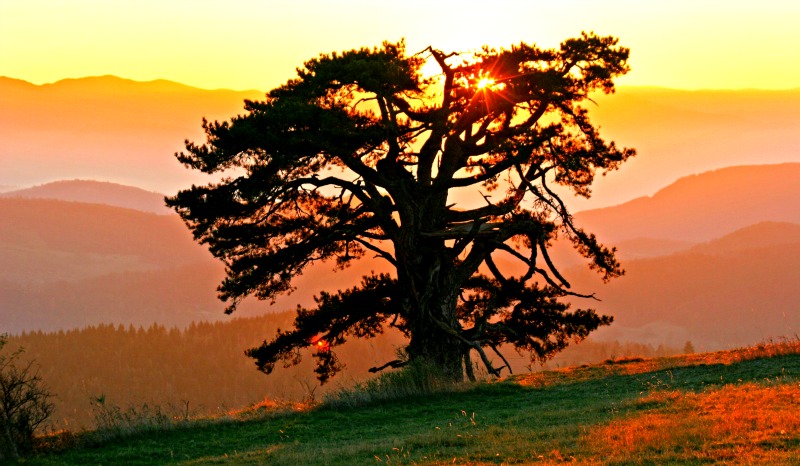 Sveti bor na Kamenoj Gori, čudo prirode staro pola milenijuma - Serbia.com