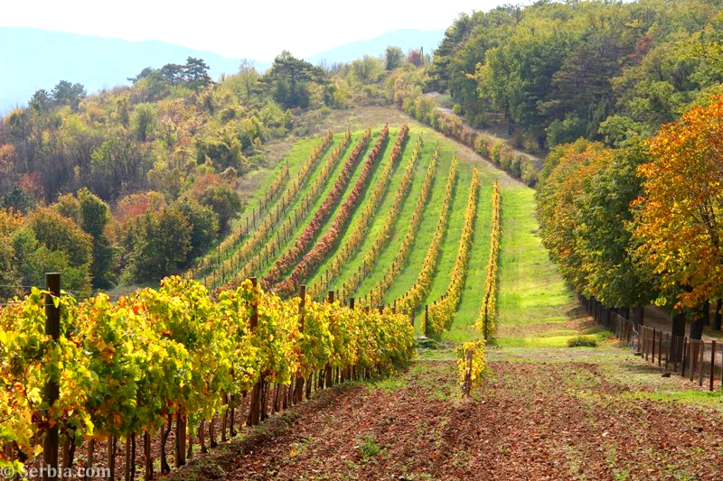The Oplenac Wine Route in TOP 5 Wine Regions of The Future - Serbia.com