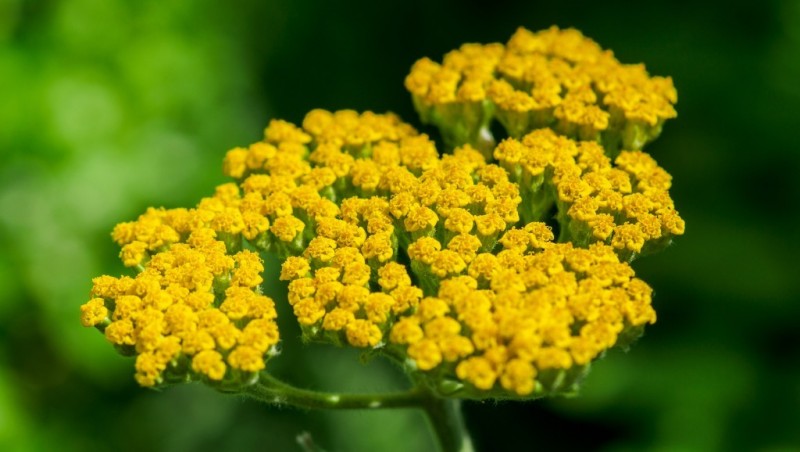 It’s Immortal, Gives You Eternal Youth, Grows in Serbia and Costs €1800 ...